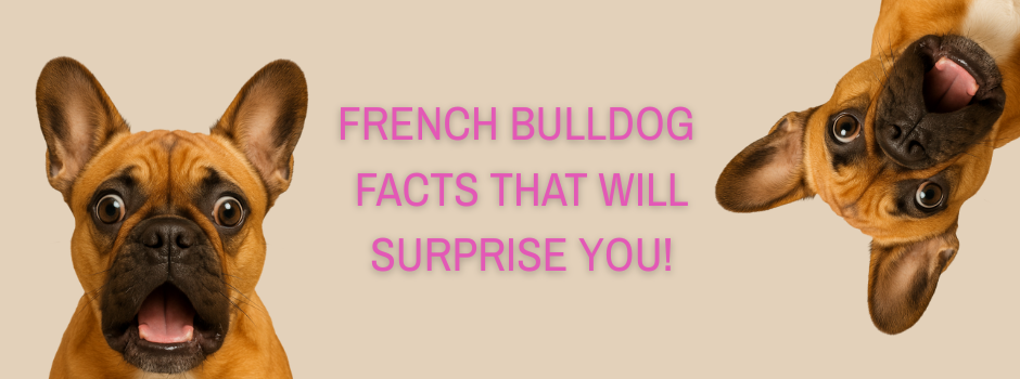 French Bulldog Facts That Will Surprise You | Fun Frenchie Insights ...